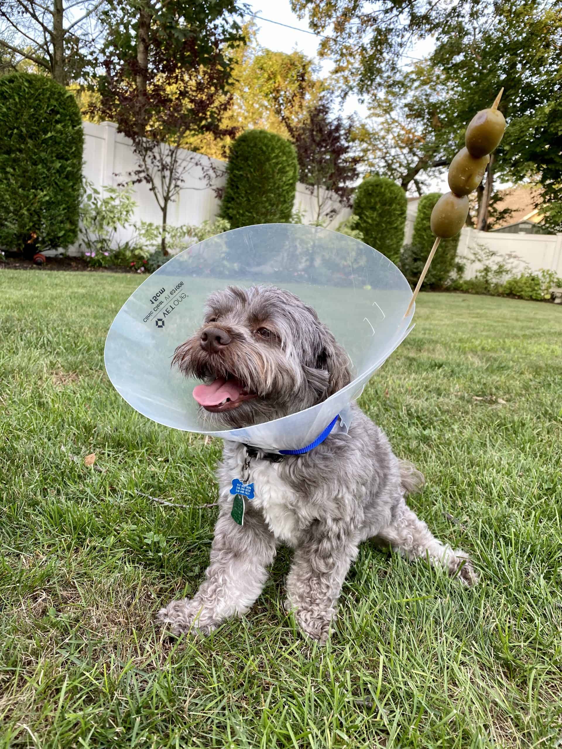 7 Irresistible DIY Halloween Costumes for Small Dogs - Craft and Sparkle