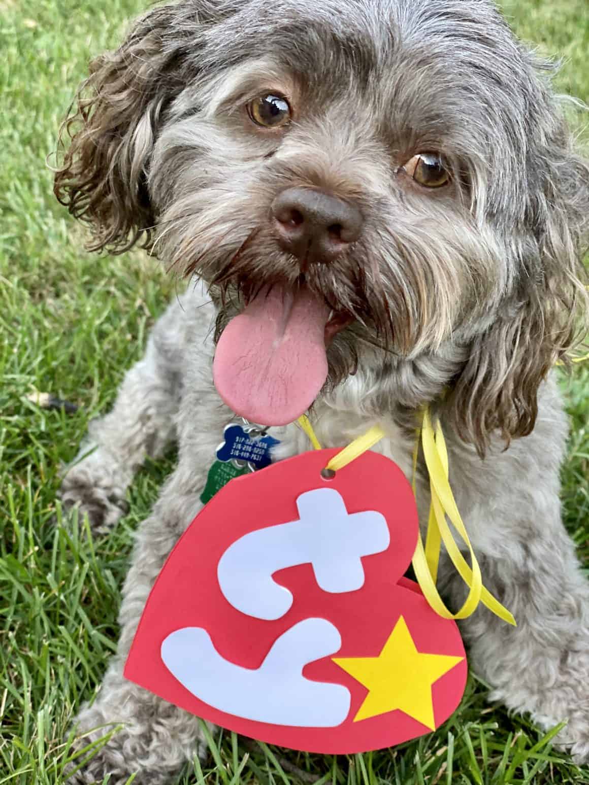 7 Irresistible DIY Halloween Costumes for Small Dogs - Craft and Sparkle