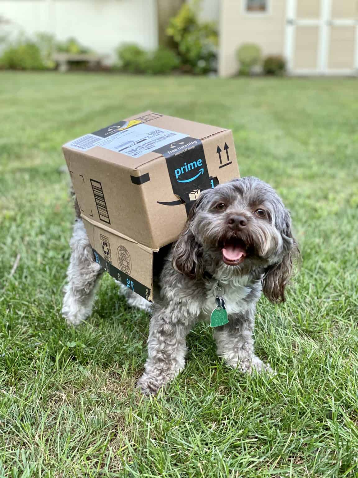 7 Irresistible DIY Halloween Costumes for Small Dogs - Craft and Sparkle